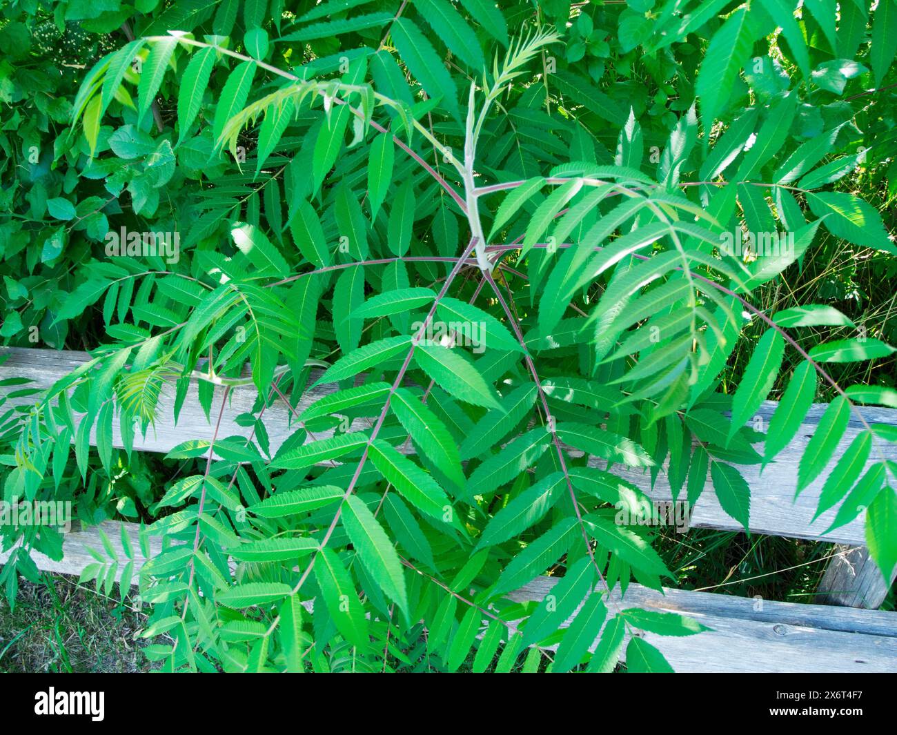 Close-up view of an offshoot of the vinegar tree (Latin: Rhus typhina ...