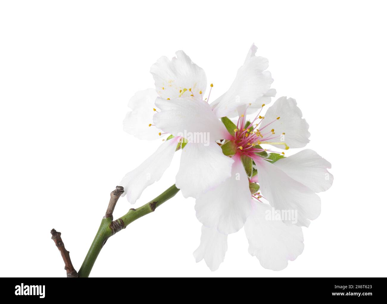 Beautiful blossoming tree branch with flowers isolated on white. Spring ...