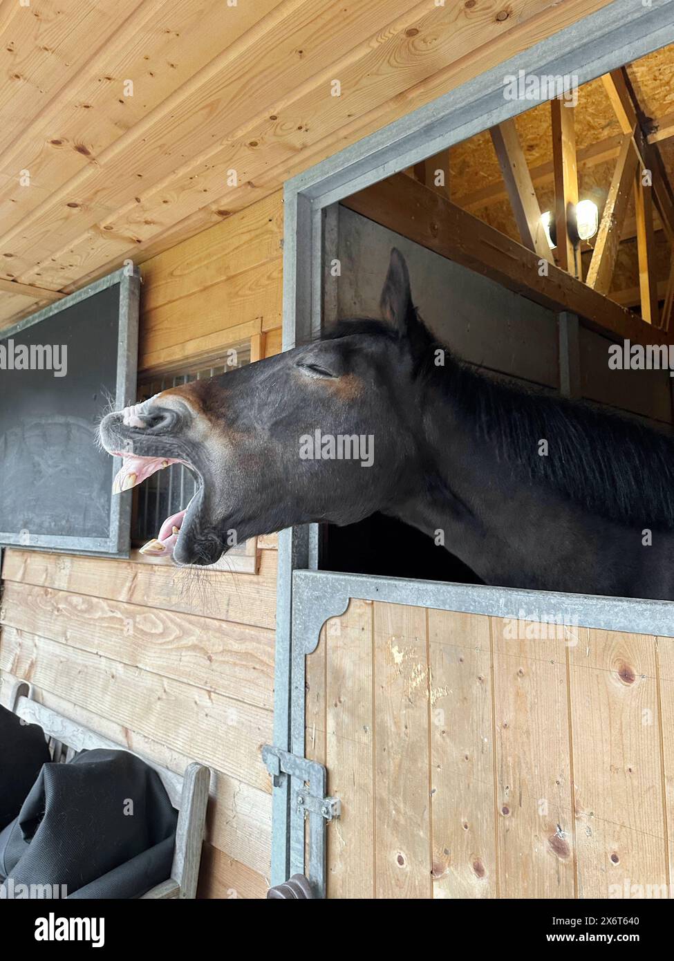 Adorable horse in stable. Lovely domesticated animal Stock Photo - Alamy