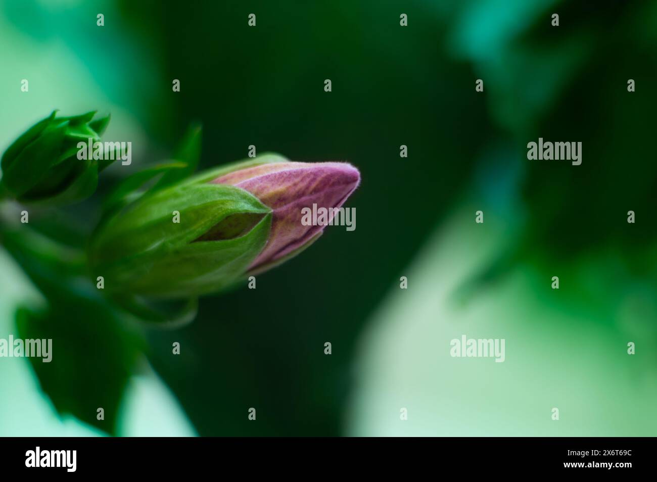 Closed bud of blooming red hibiscus flower of Sudanese rose aver green ...