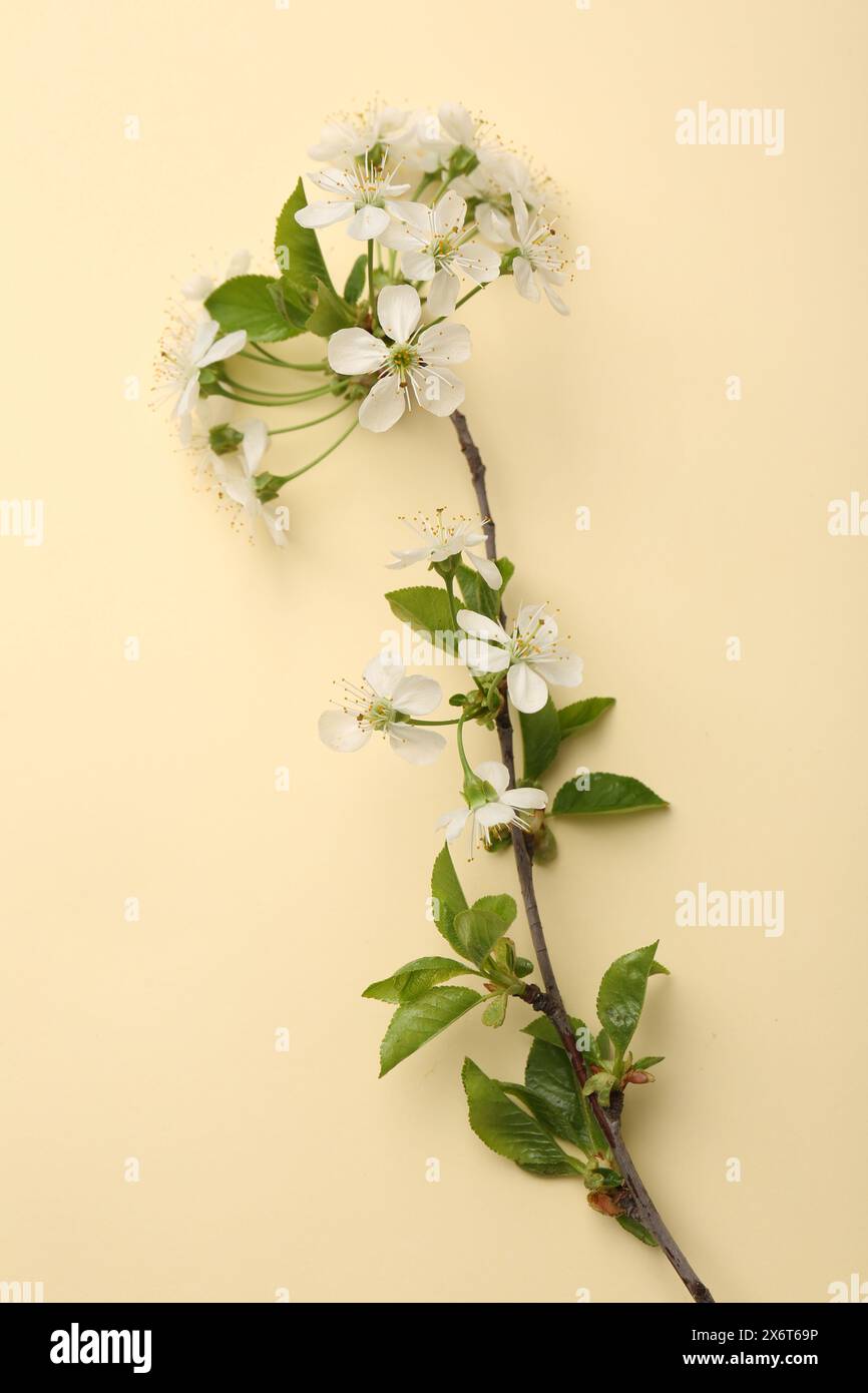 Pear tree top view hi-res stock photography and images - Alamy