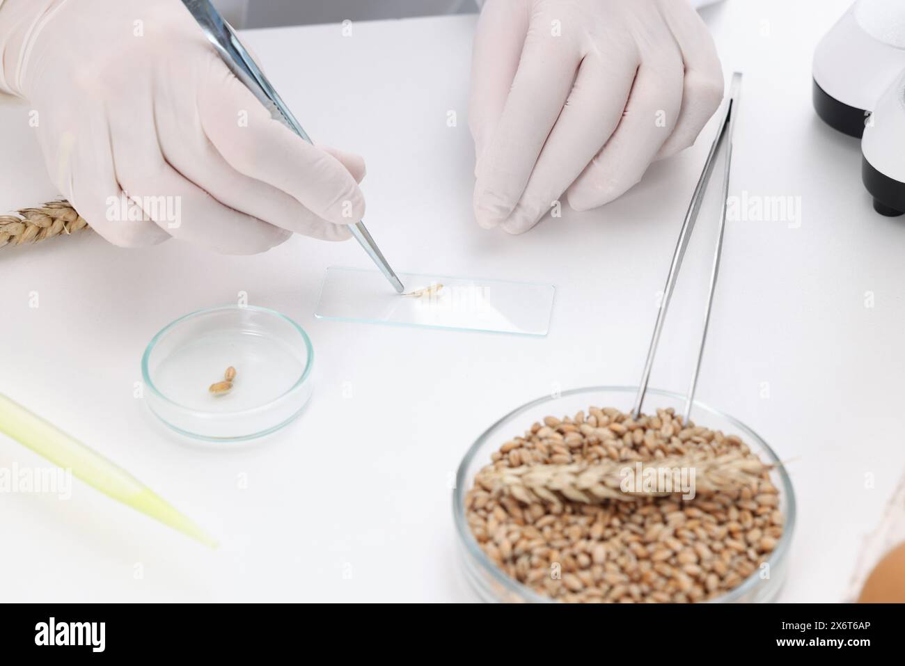 Quality control. Food inspector examining wheat grain in laboratory ...