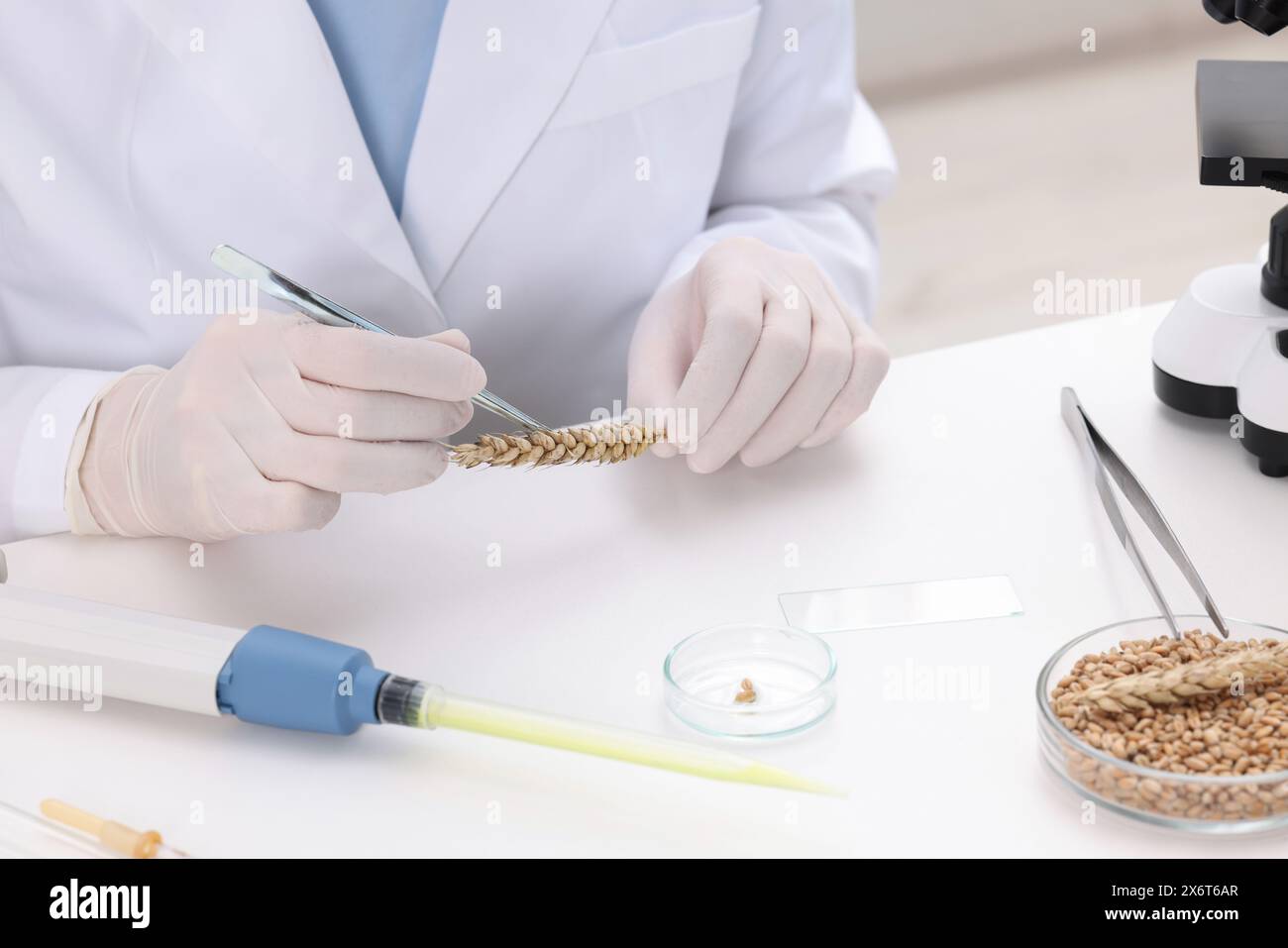 Quality control. Food inspector examining wheat spikelet in laboratory ...