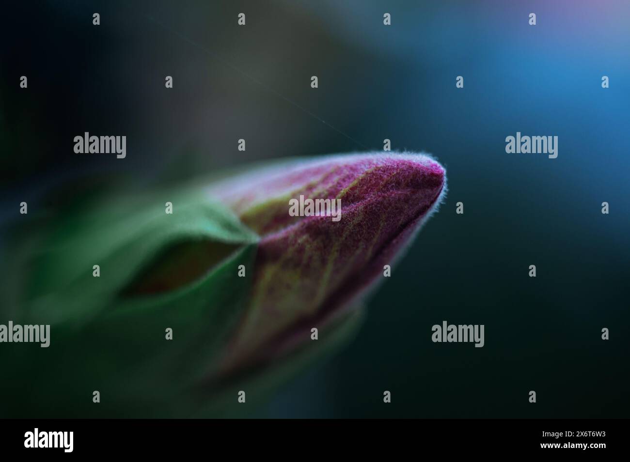 Macro shot of a closed bud of blooming red hibiscus flower of Sudanese ...