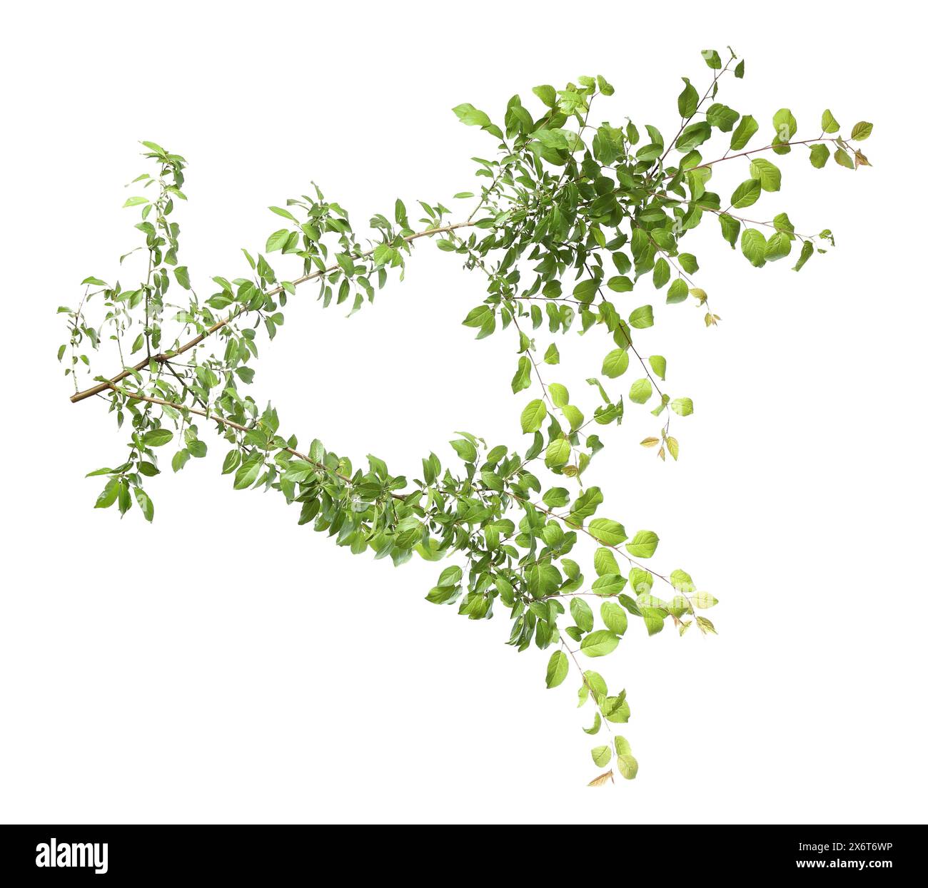Branch of tree with young fresh green leaves isolated on white. Spring ...