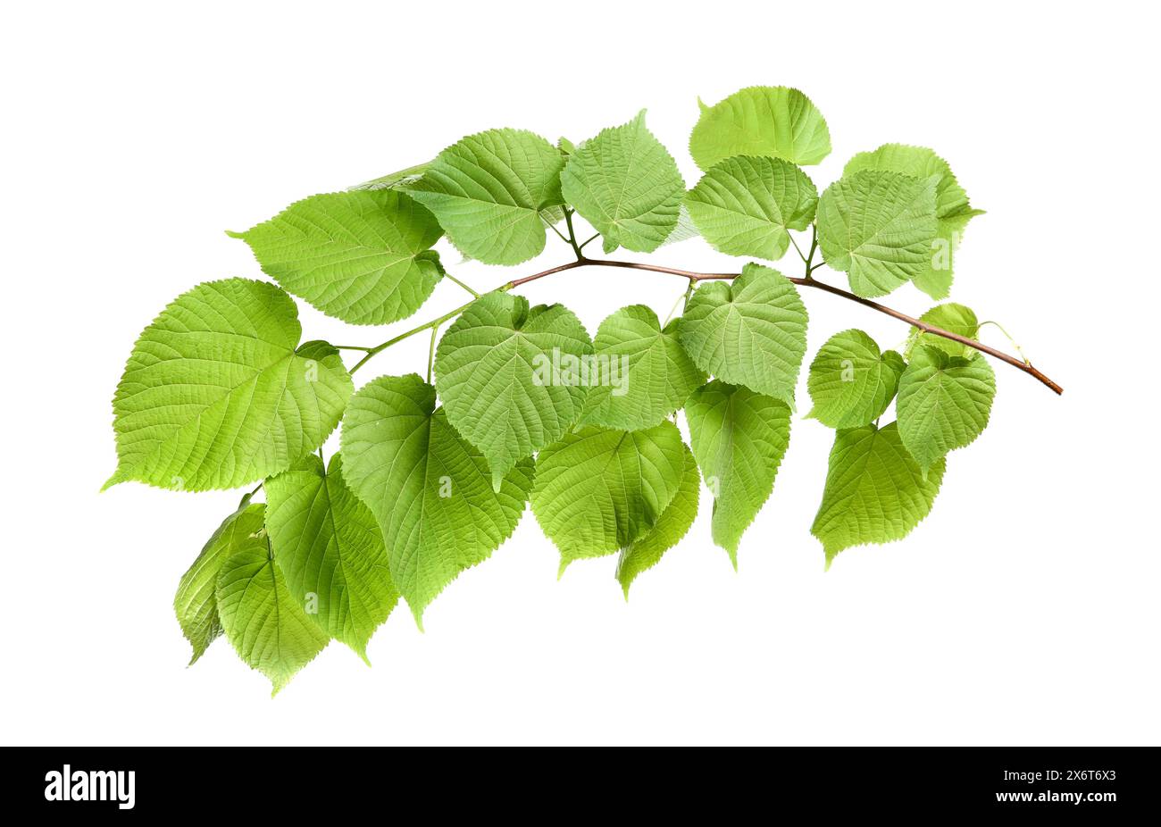 Branch of linden tree with young fresh green leaves isolated on white ...