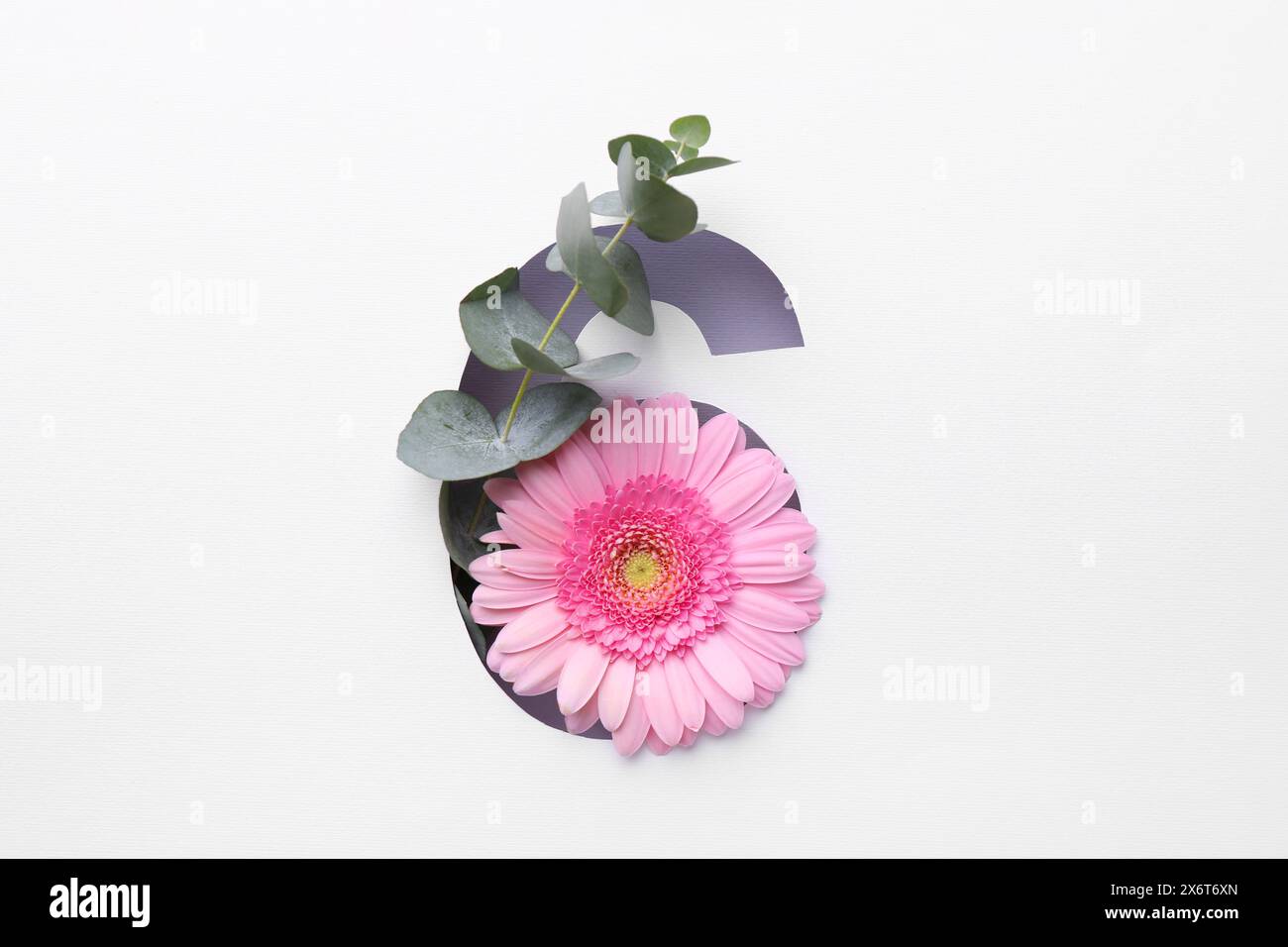 Number 6 shape hole in white paper with beautiful flower and eucalyptus ...