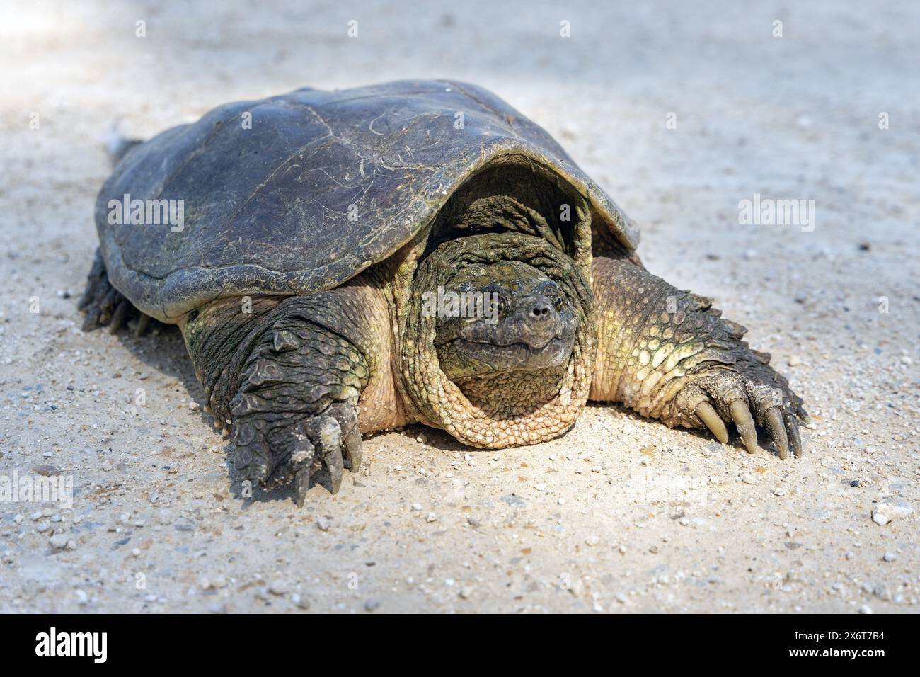 A large common snapping turtle (Chelydra serpentina) basking on an ...