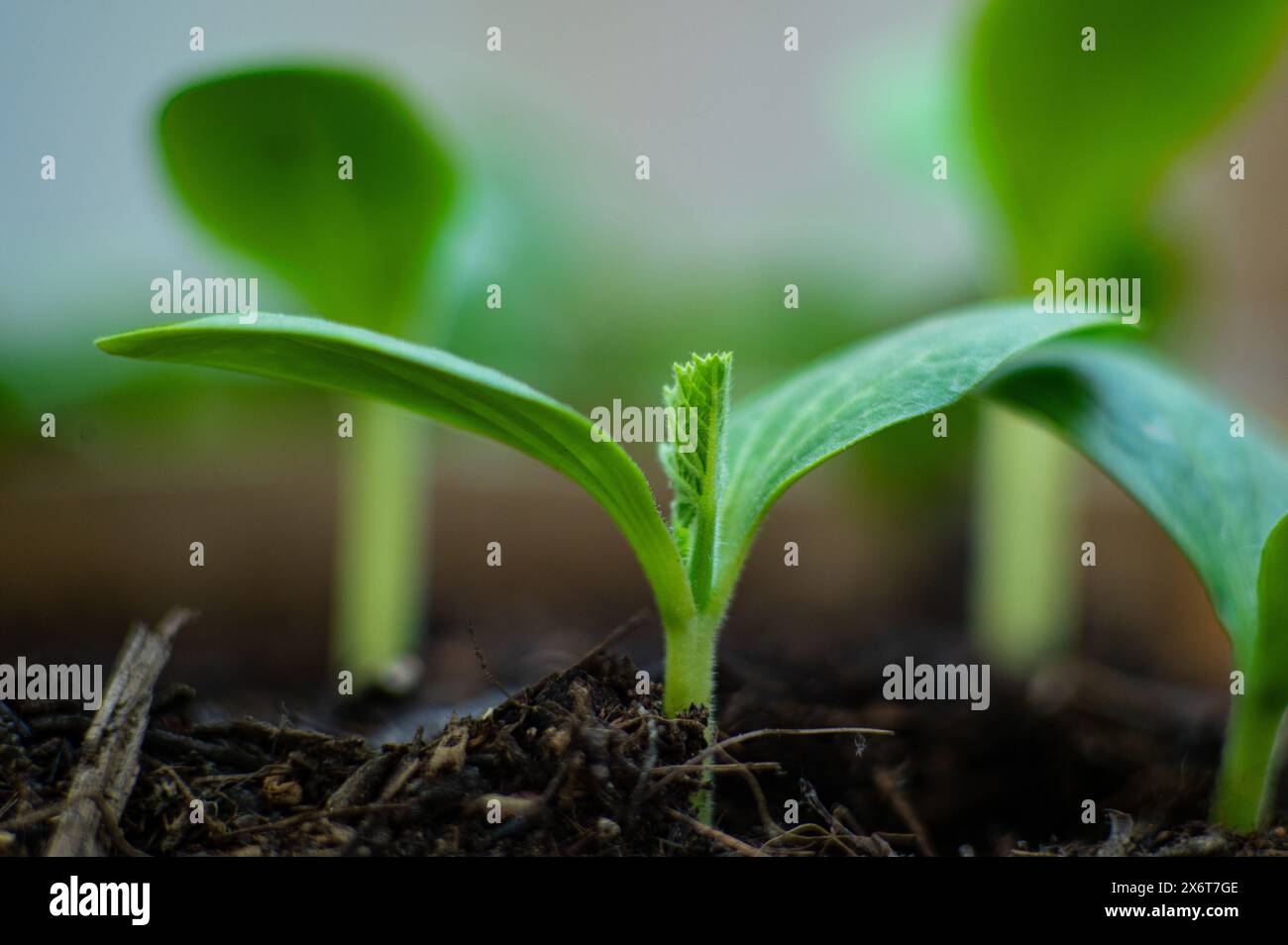 Extreme closeup of sprouted cucumber seedling cultivated in fertilized ...