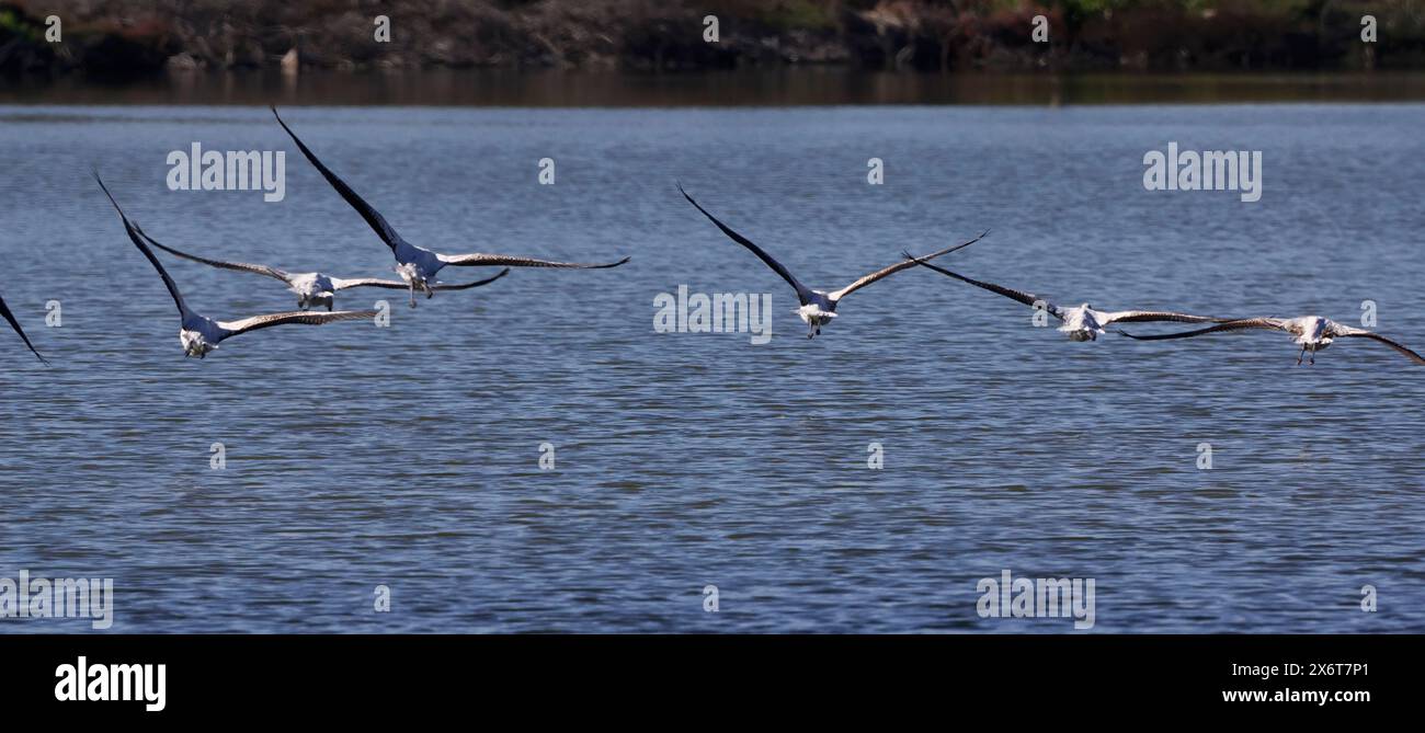Italy, Sicily, Pachino WWF National Park, flying flamingos ...