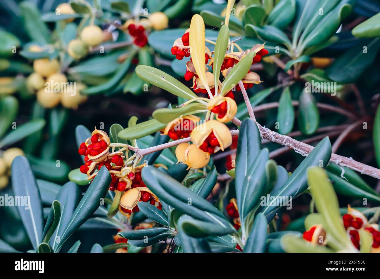 Pittosporum tobira, Australian laurel, Japanese cheesewood, Japanese ...