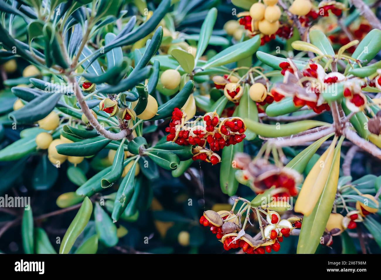 Pittosporum tobira, Australian laurel, Japanese cheesewood, Japanese ...