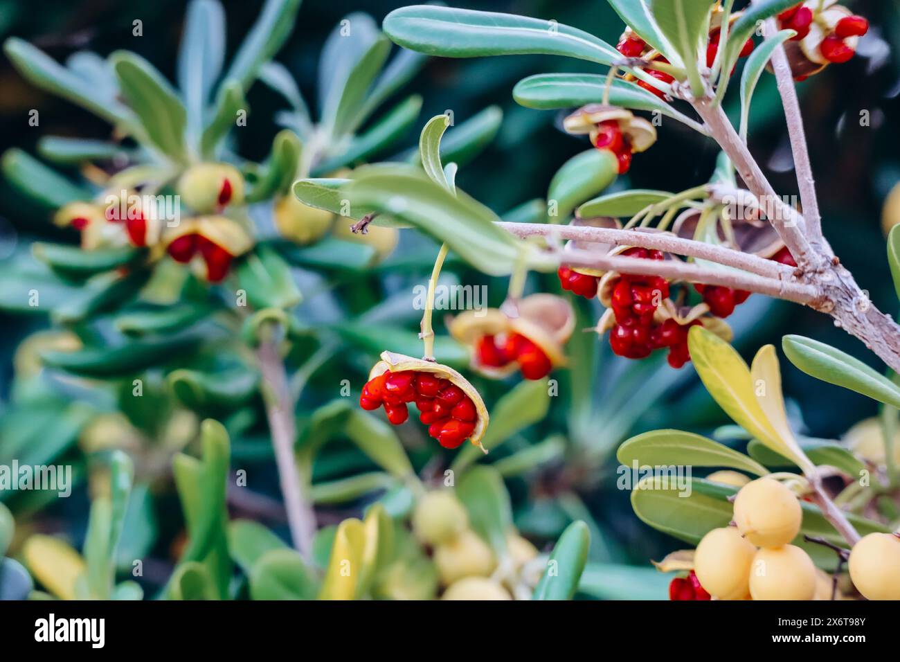 Pittosporum tobira, Australian laurel, Japanese cheesewood, Japanese ...