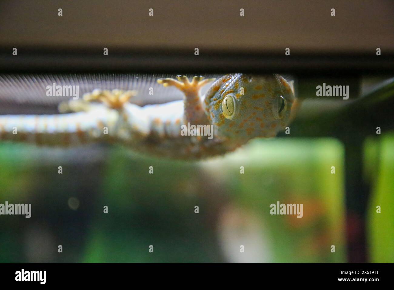 Reptile chameleon hanging hi-res stock photography and images - Alamy