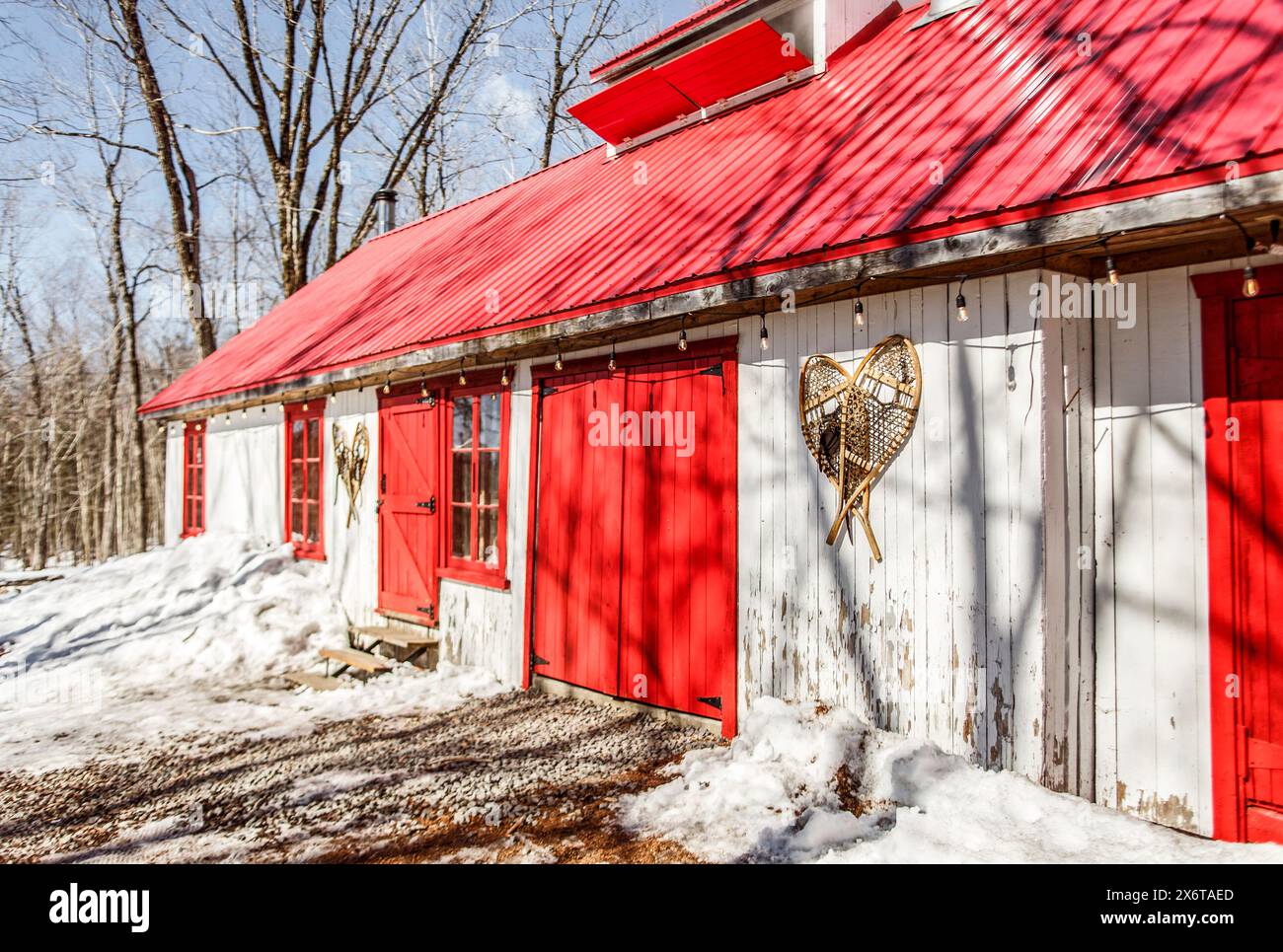 maple syrup sugar shack in forest on maple season Stock Photo - Alamy