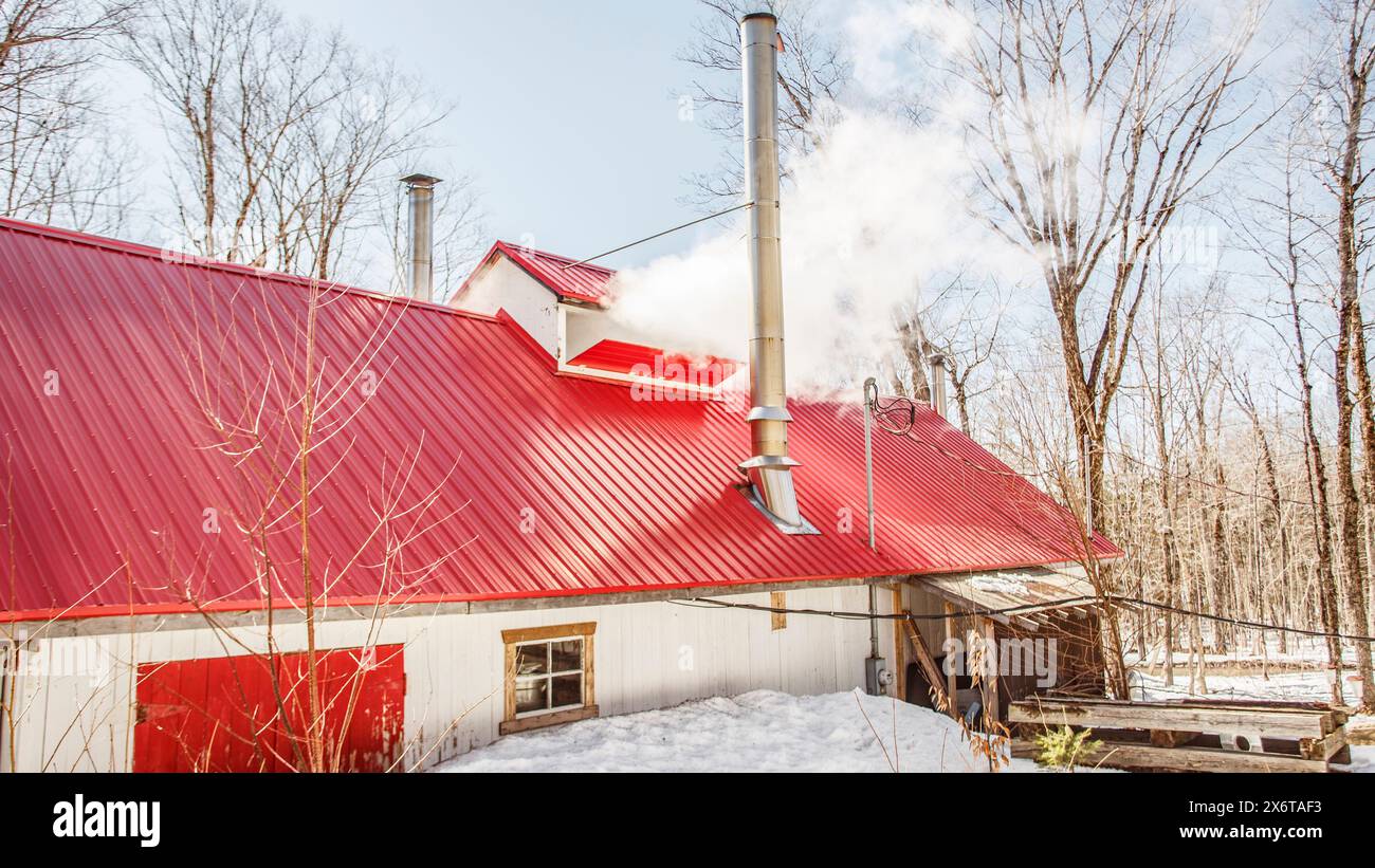 maple syrup sugar shack in forest on maple season Stock Photo - Alamy