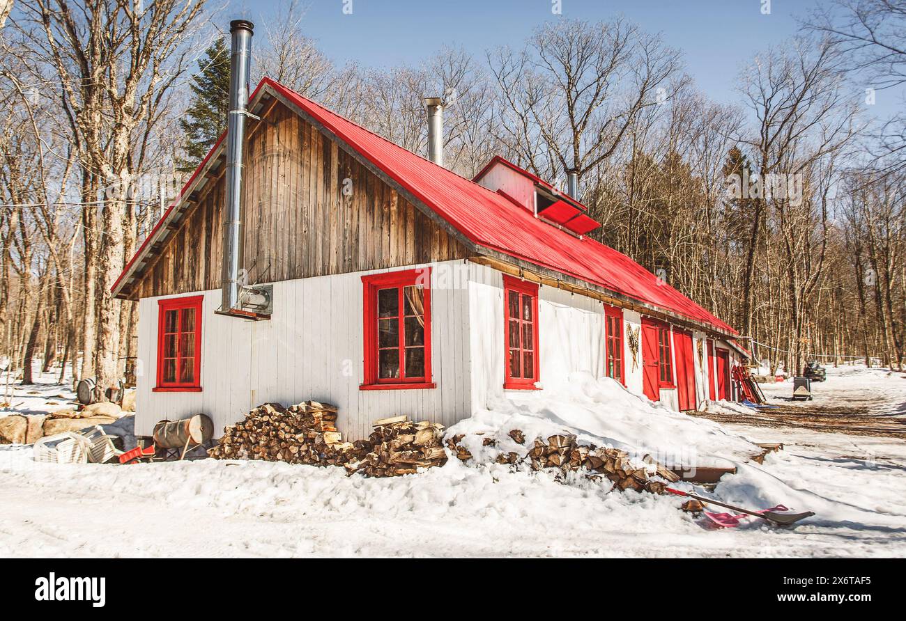 maple syrup sugar shack in forest on maple season Stock Photo - Alamy