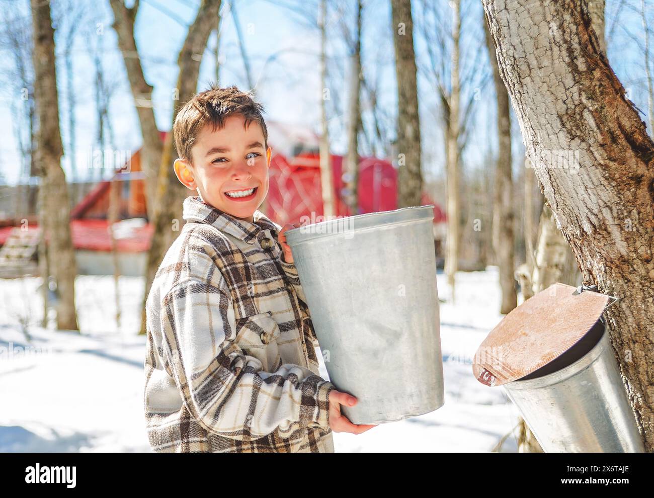 sugar shack, child having fun at maple shack forest collect maple water ...