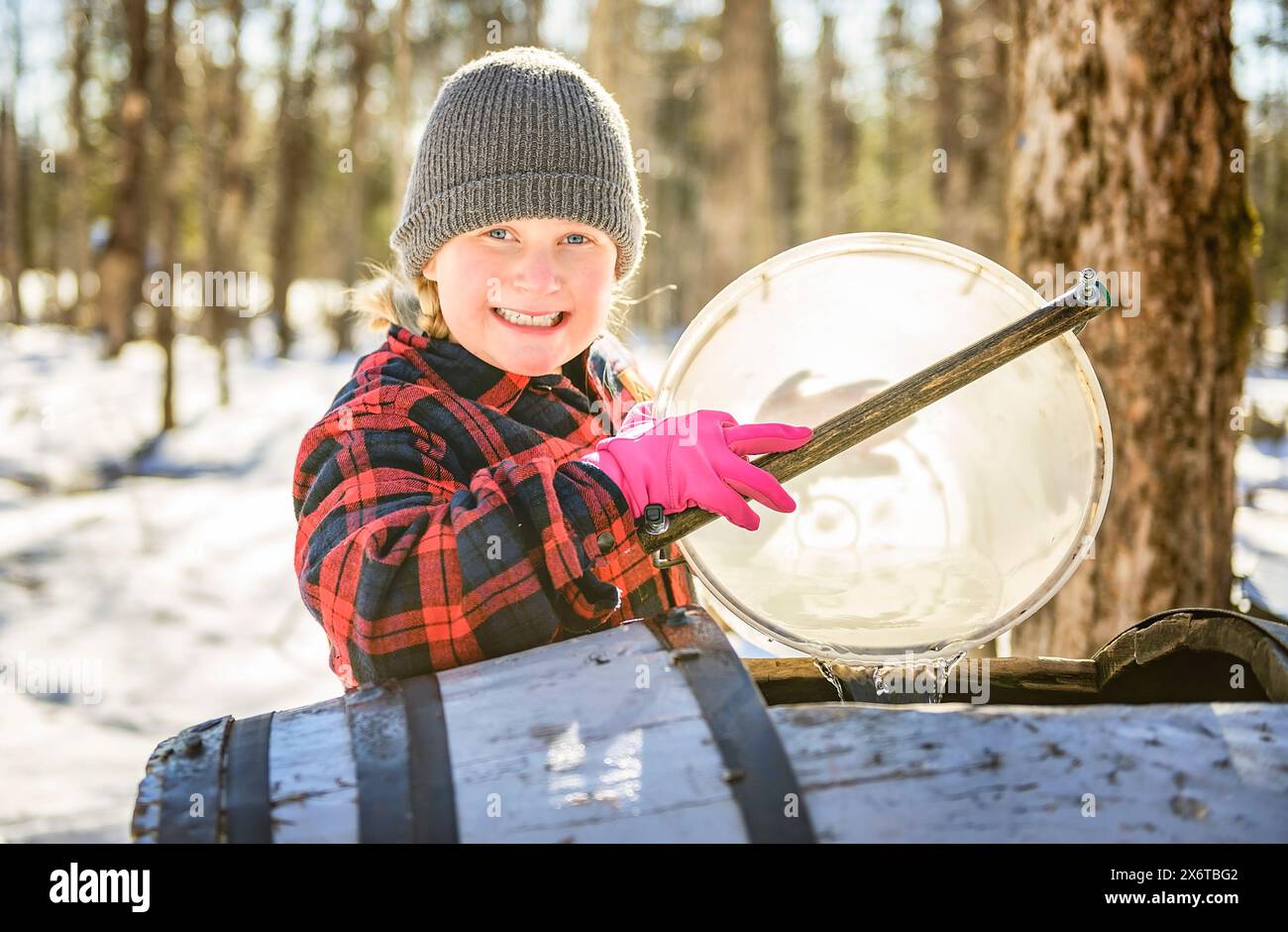 sugar shack, child having fun at mepla shack forest collect maple water ...