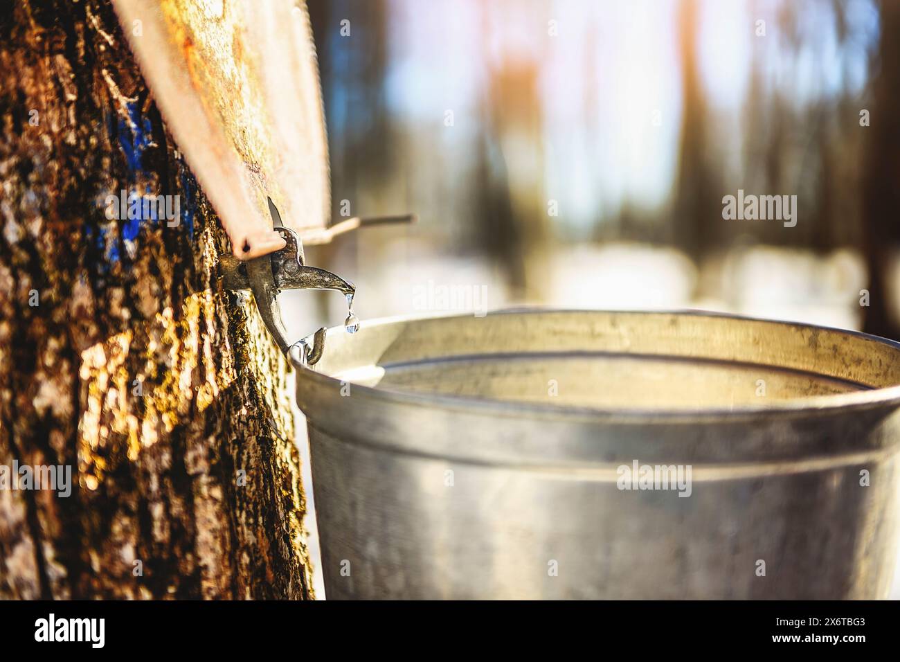 droplet of sap flowing from the maple tree into a pail to make pure maple syrup Stock Photo - Alamy