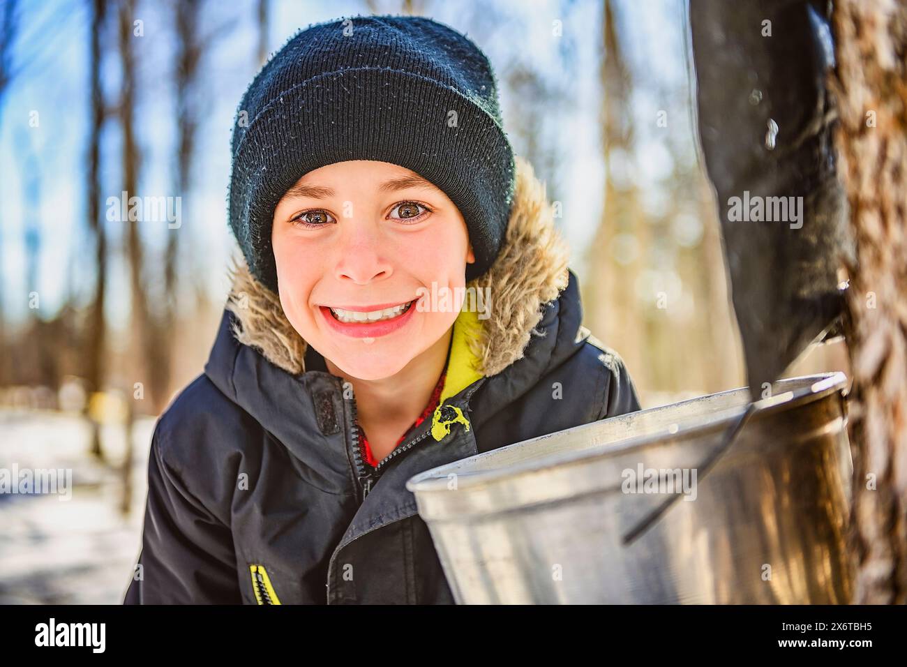 sugar shack, child having fun at mepla shack forest collect maple water ...