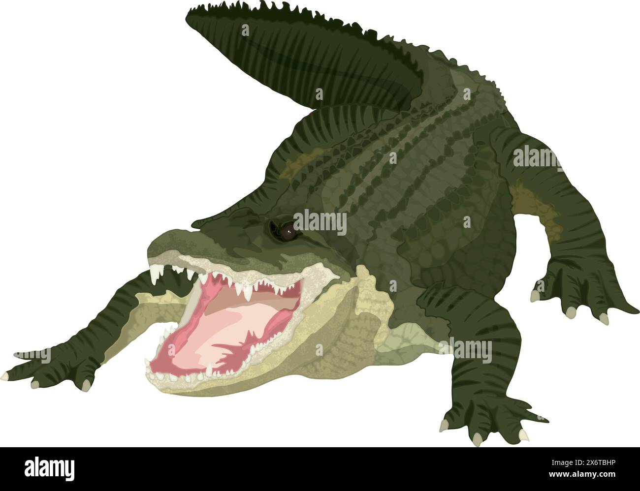 Florida gators Stock Vector Images - Alamy