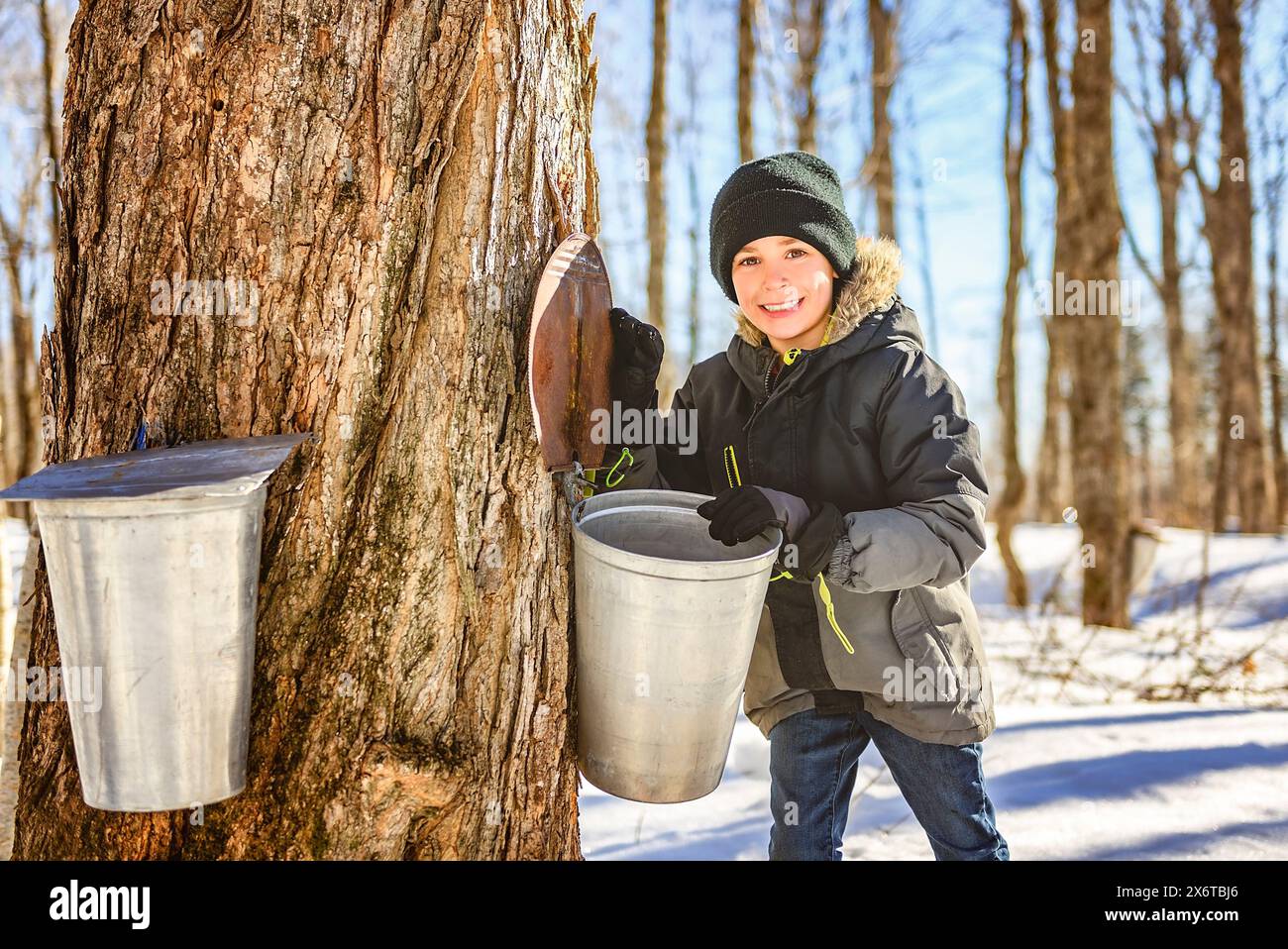 sugar shack, child having fun at mepla shack forest collect maple water ...