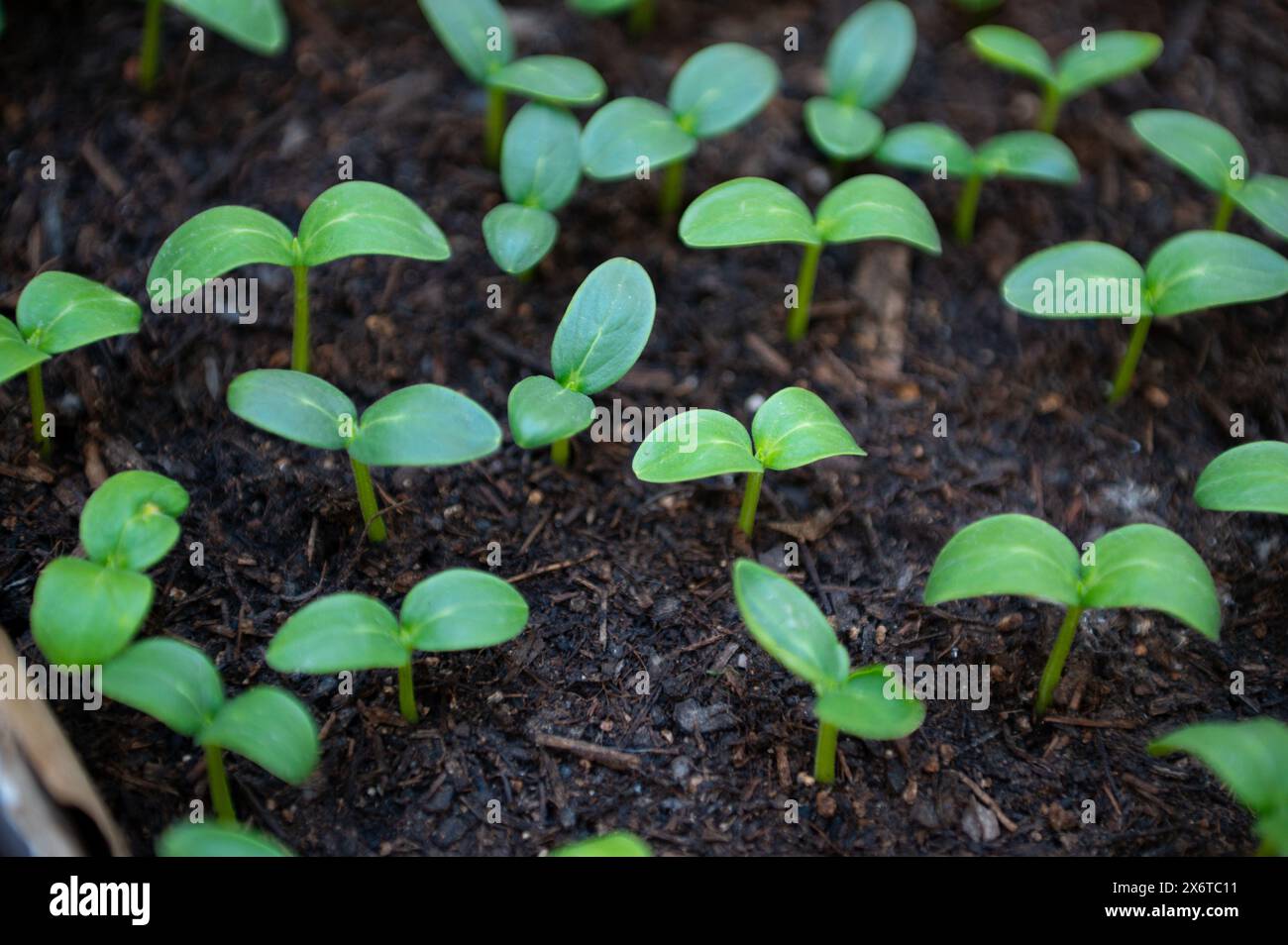 View from above of sprouted cucumber seedlings saplings cultivated in ...