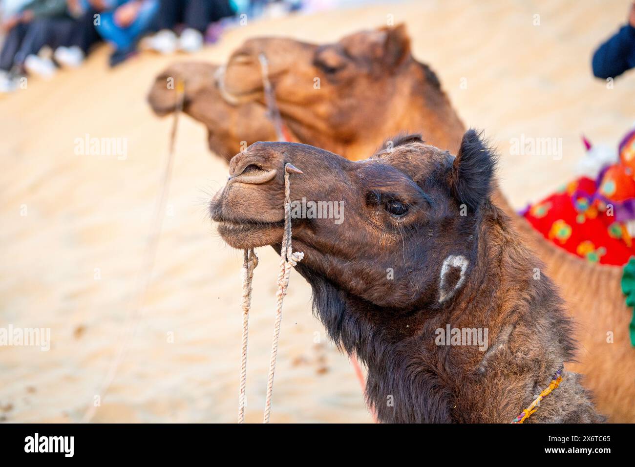 close up shot of Indian camel baying while sitting on sand with ...