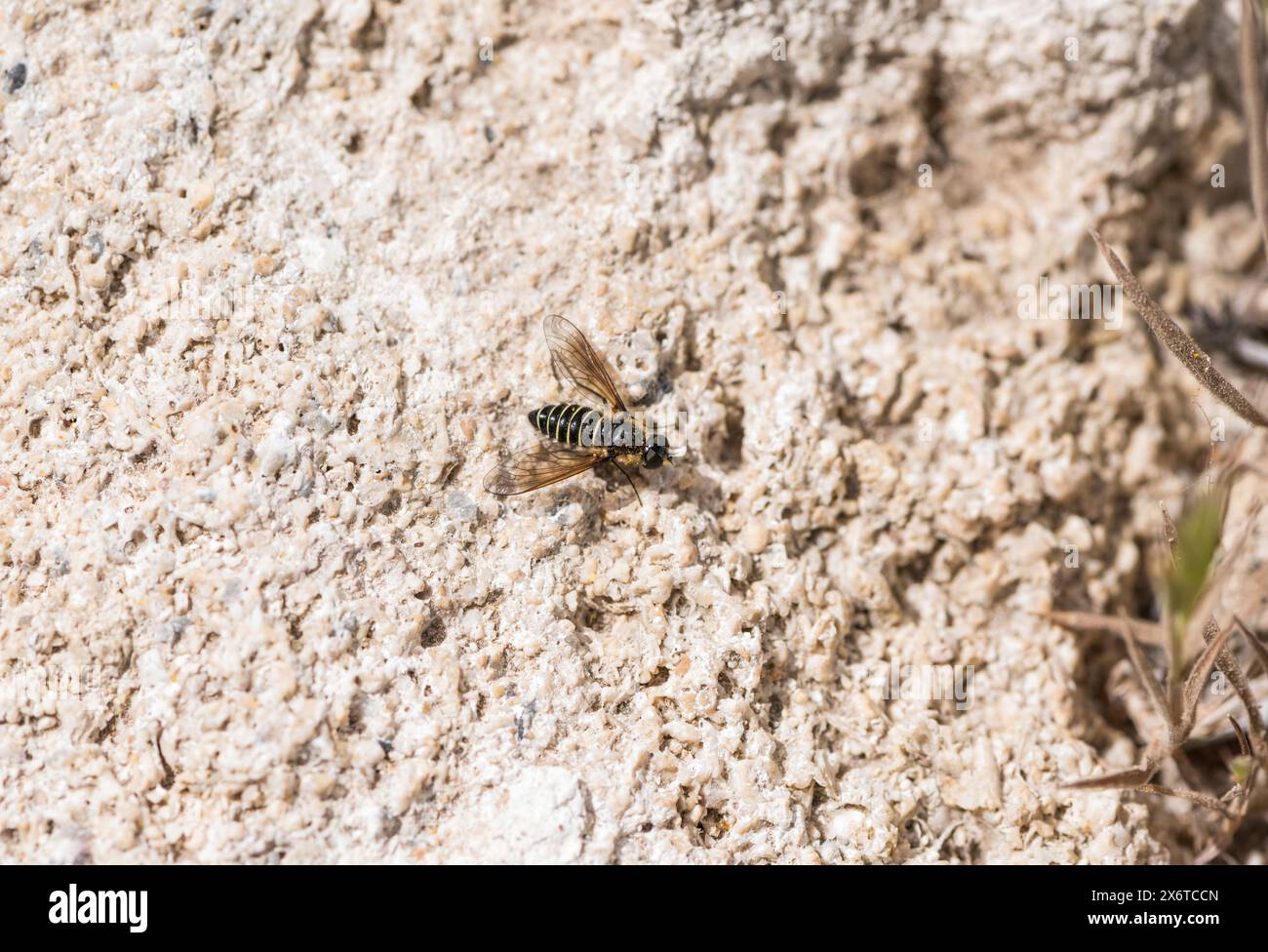 Lomate Bee-fly (Lomatia sp.) at Knidos in Turkiye Stock Photo - Alamy