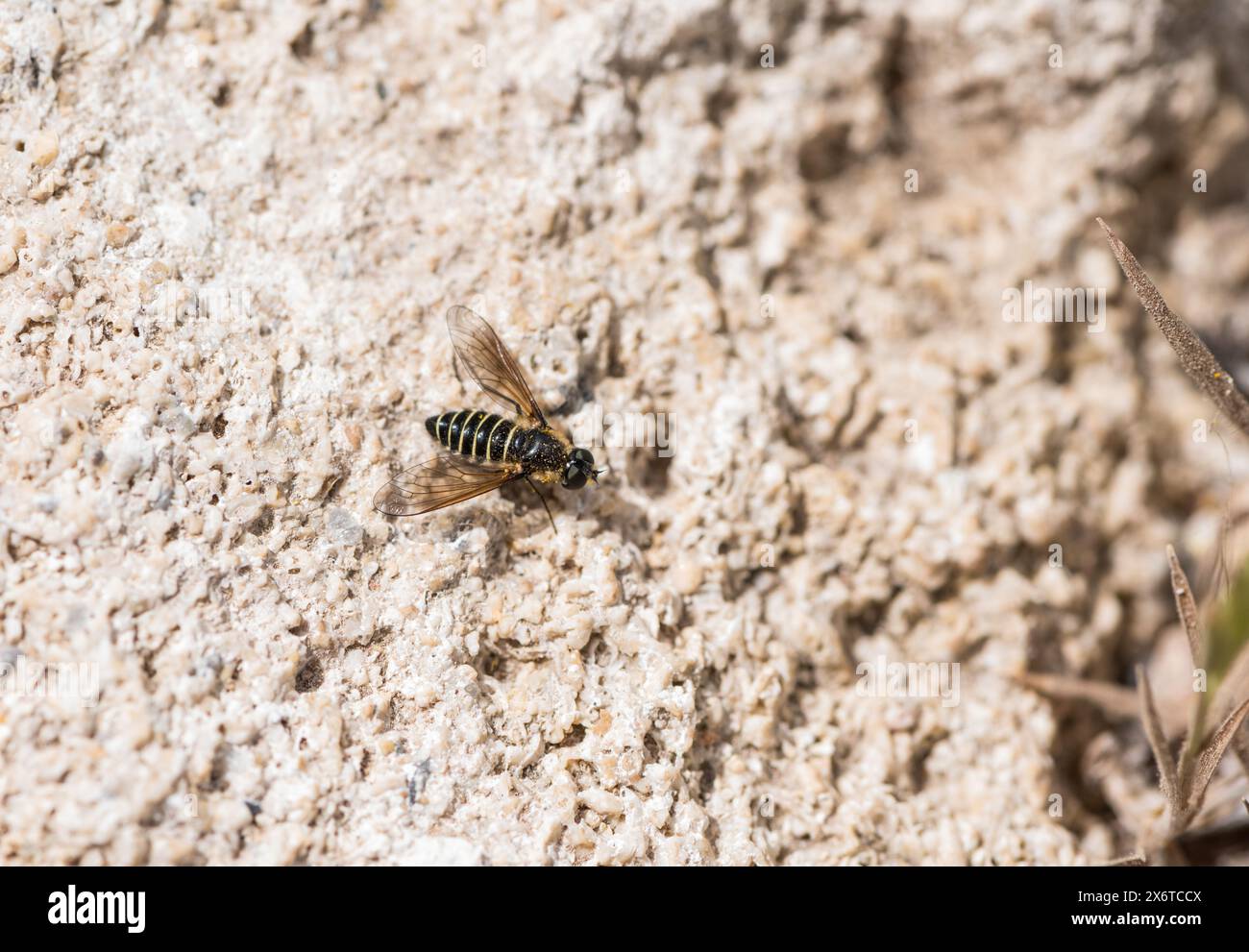Lomate Bee-fly (Lomatia sp.) at Knidos in Turkiye Stock Photo - Alamy