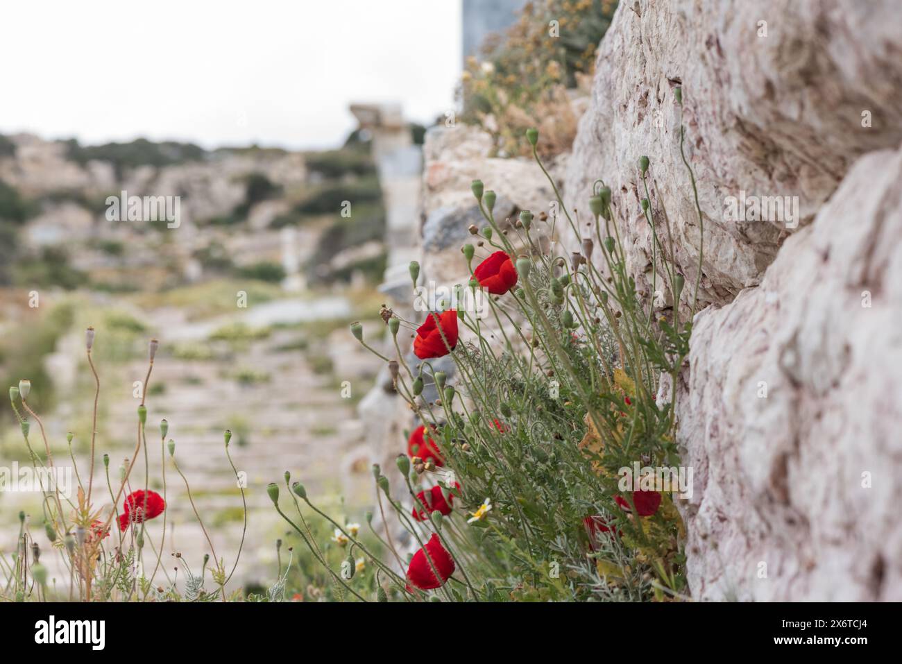 Flowering Poppy (Papaver sp.) in Turkey Stock Photo - Alamy