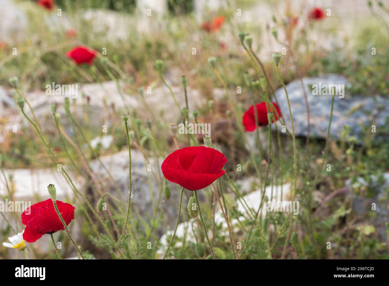 Flowering Poppy (Papaver sp.) in Turkey Stock Photo - Alamy