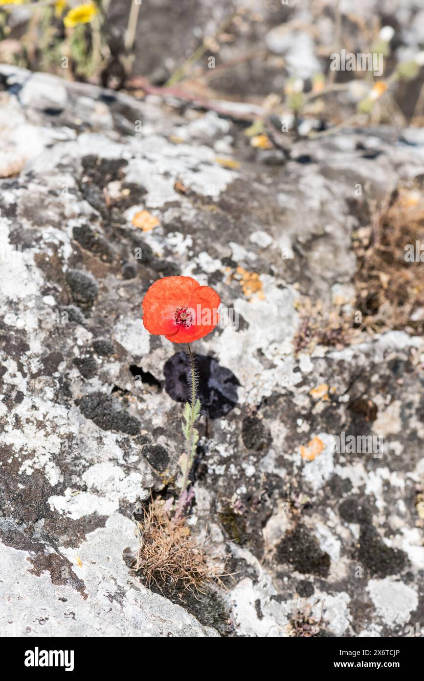Flowering Poppy (Papaver sp.) in Turkey Stock Photo - Alamy