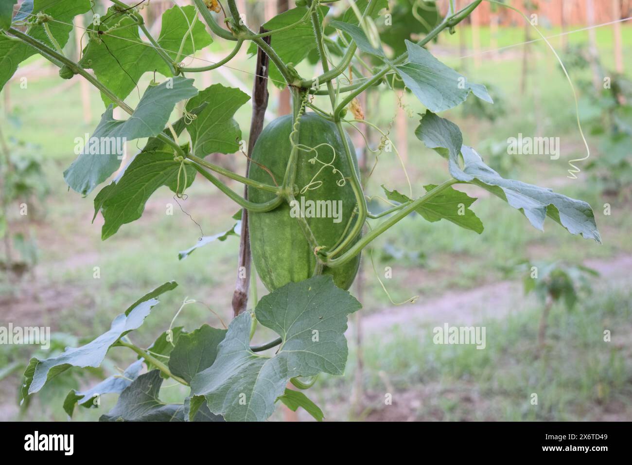 Healthy ash leaves hi-res stock photography and images - Alamy
