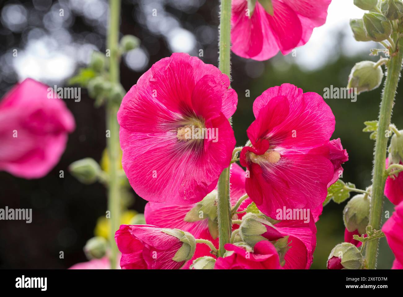Stockrose, Stock-Rose, Alcea spec., Hollyhook, Rose trémière Stock ...