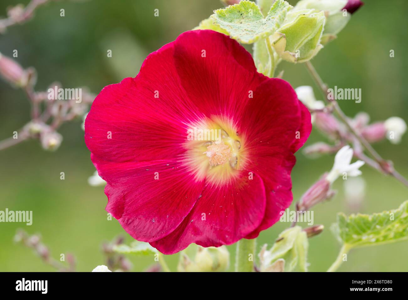 Stockrose, Stock-Rose, Alcea spec., Hollyhook, Rose trémière Stock ...