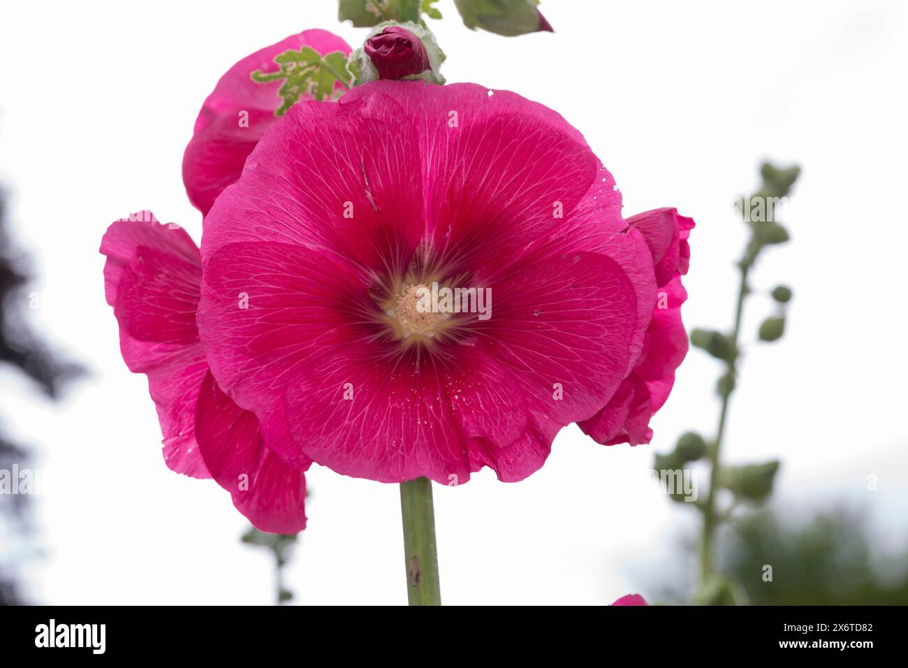 Stockrose, Stock-Rose, Alcea spec., Hollyhook, Rose trémière Stock ...