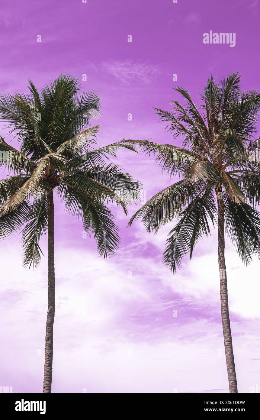 Two coconut palm trees, sky background, front vertical nature frame ...