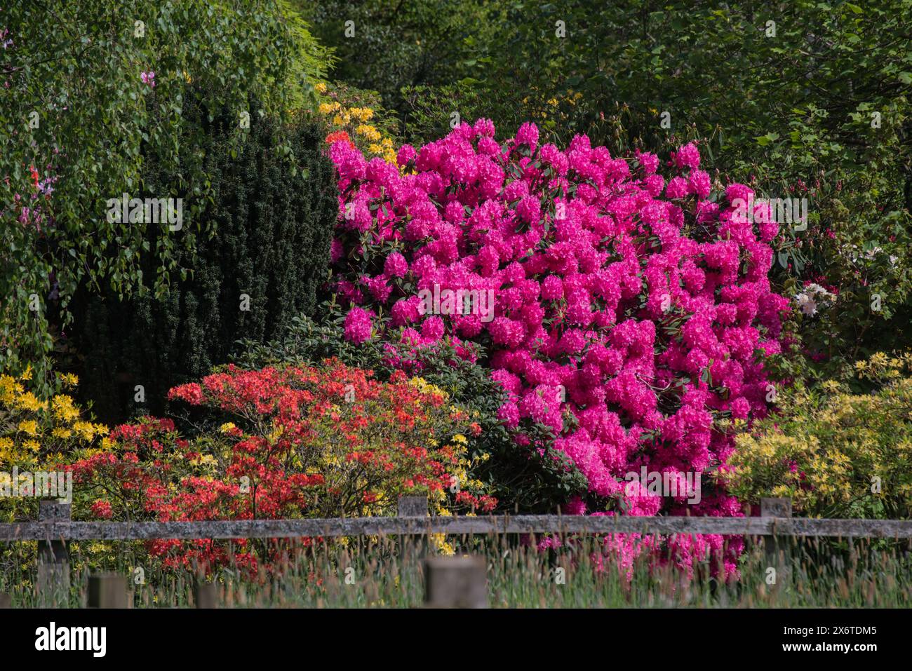 Rhododenrons and azaleas in full bloom in spring, Elvaston Castle ...
