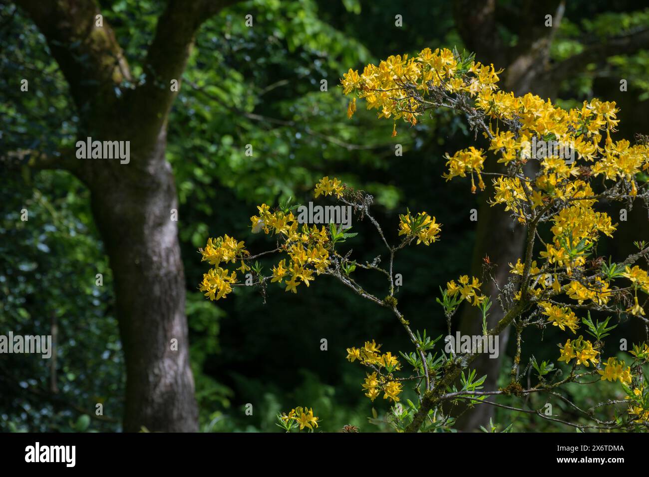 A yellow azalea (Rhododendron luteum) in full bloom Stock Photo - Alamy