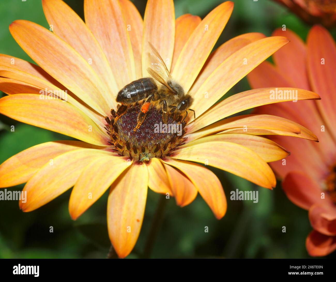 Honey bee pollinating African Daisy flower in Greece Stock Photo - Alamy