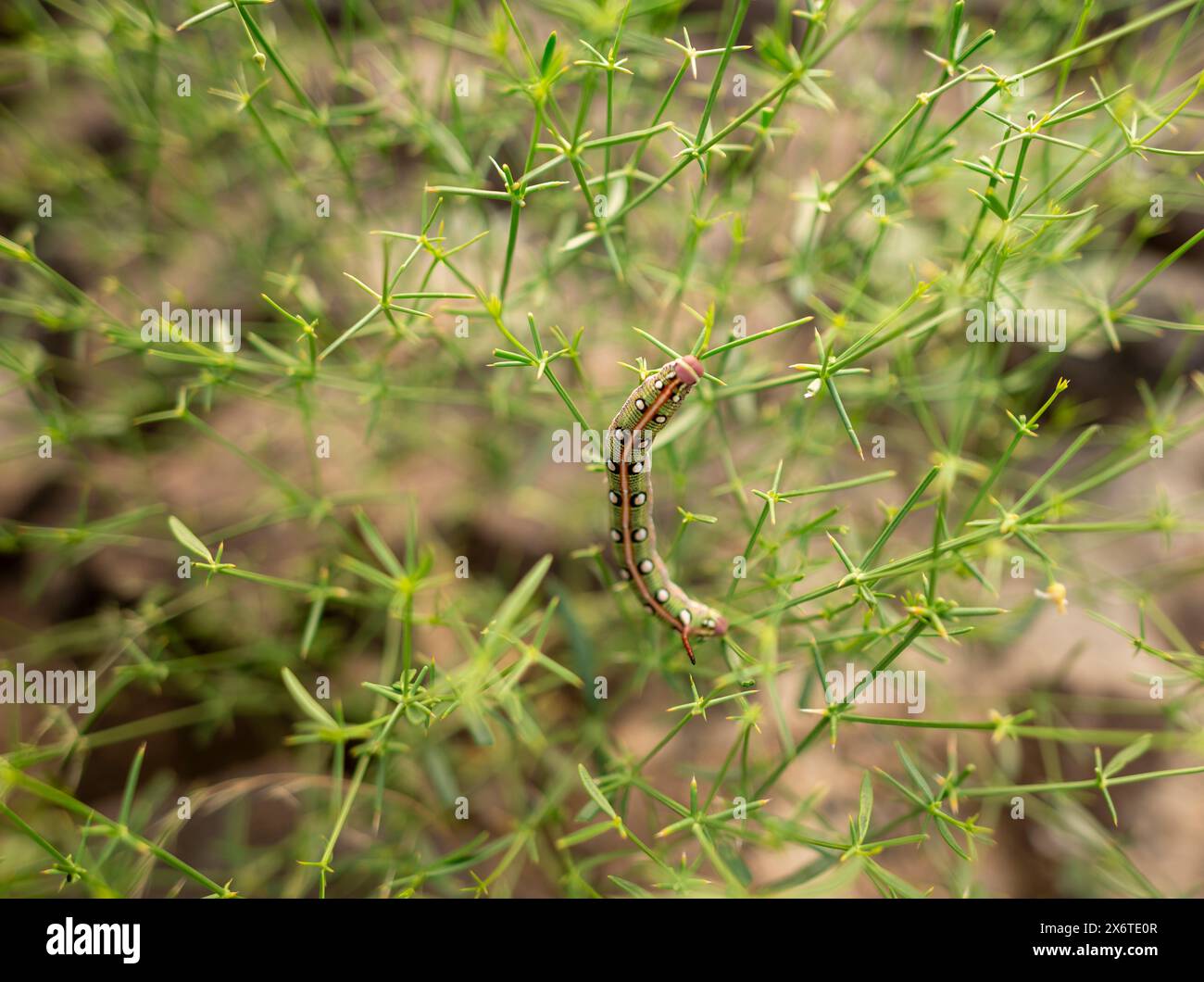 Striped hawk moth caterpillar Stock Photo - Alamy