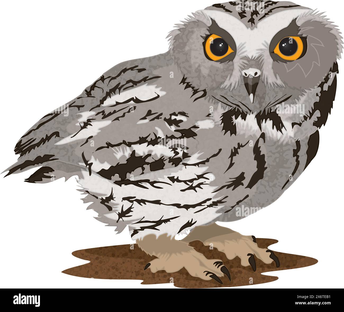 Western Screech Owl Stock Vector Image & Art - Alamy