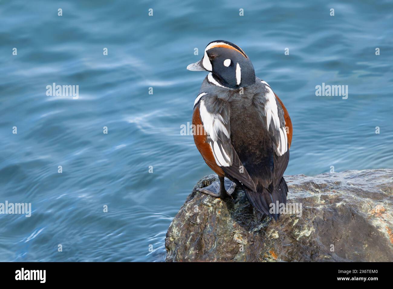 Harlequin duck, alaska hi-res stock photography and images - Alamy