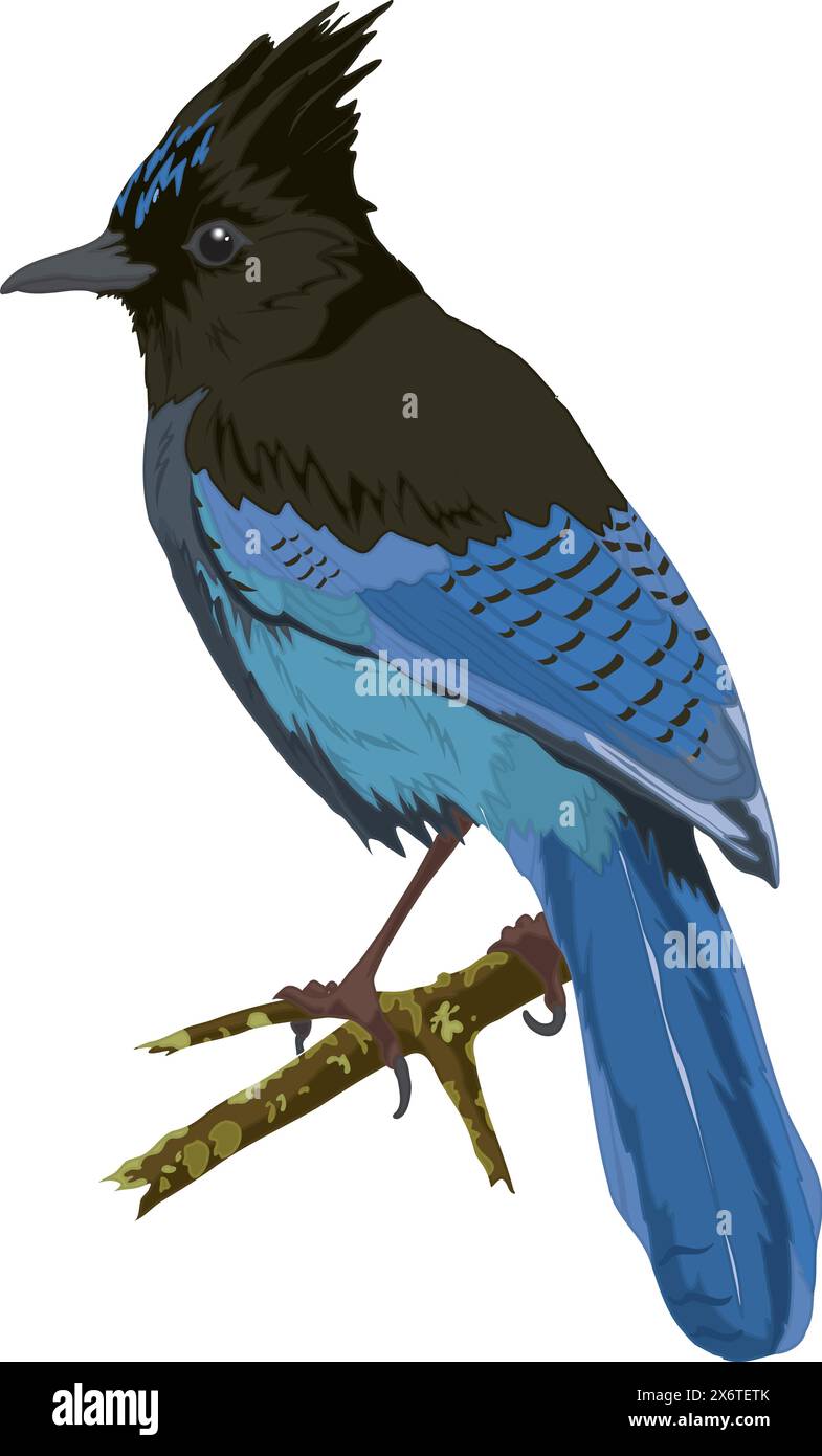 Stellars Jay Bird Stock Vector Image & Art - Alamy