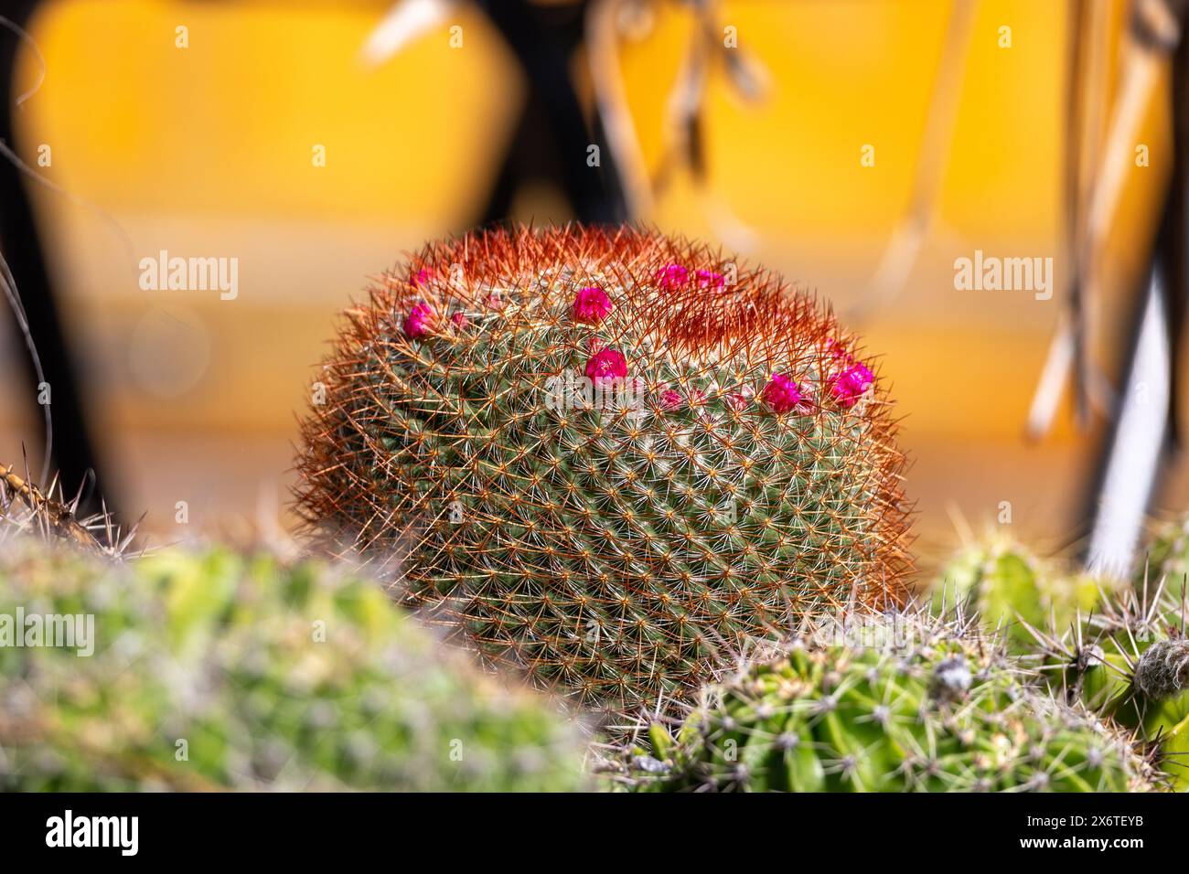 Plants cactus lobivia hi-res stock photography and images - Alamy