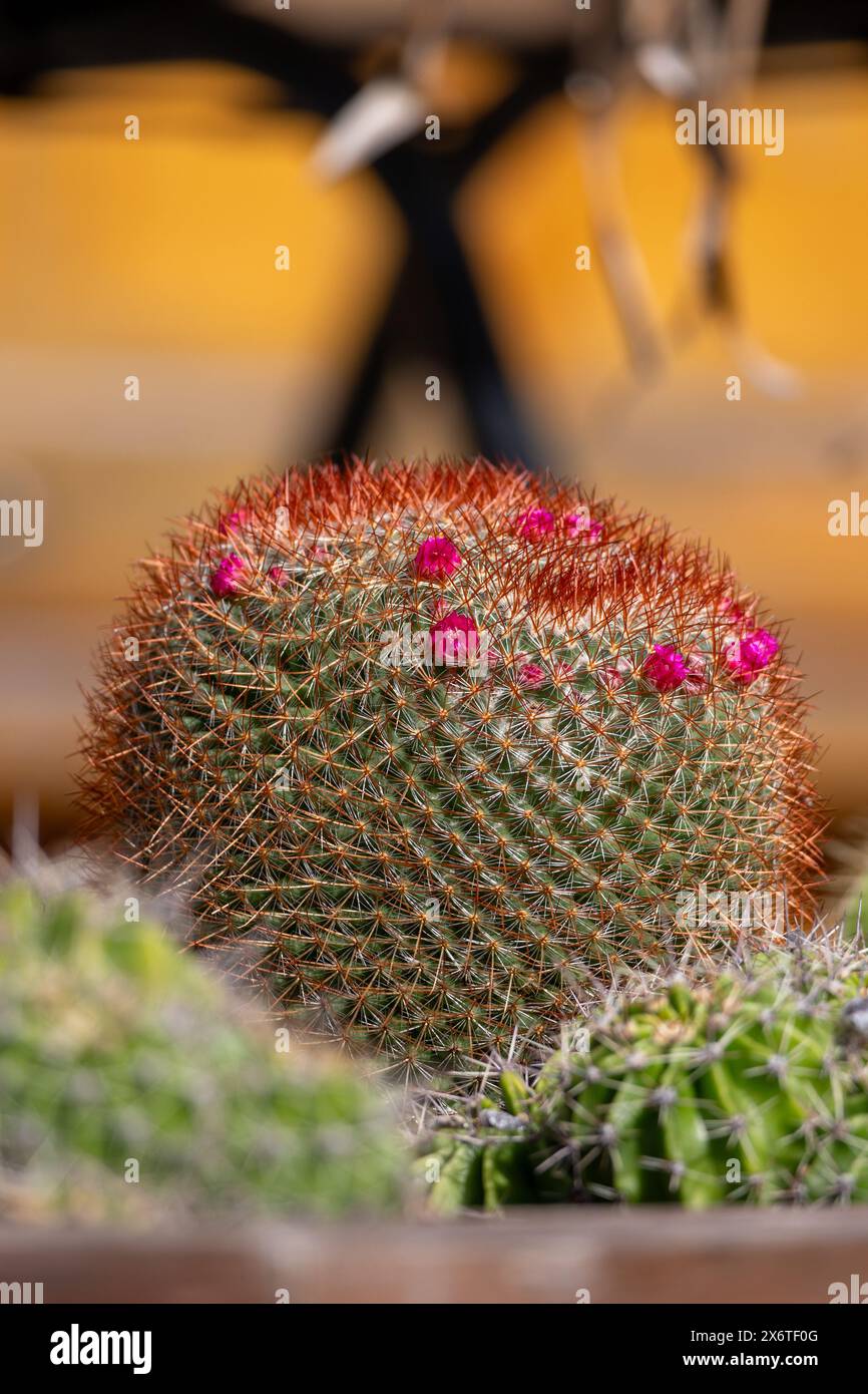Coryphantha chlorantha hi-res stock photography and images - Alamy