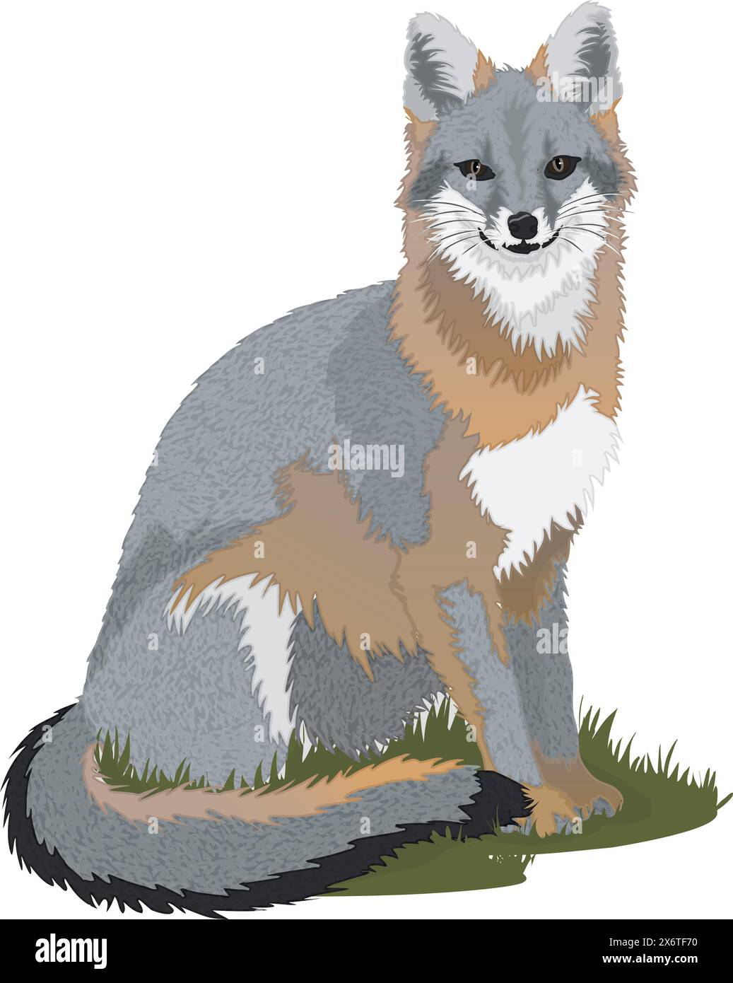 Gray fox Stock Vector Images - Alamy