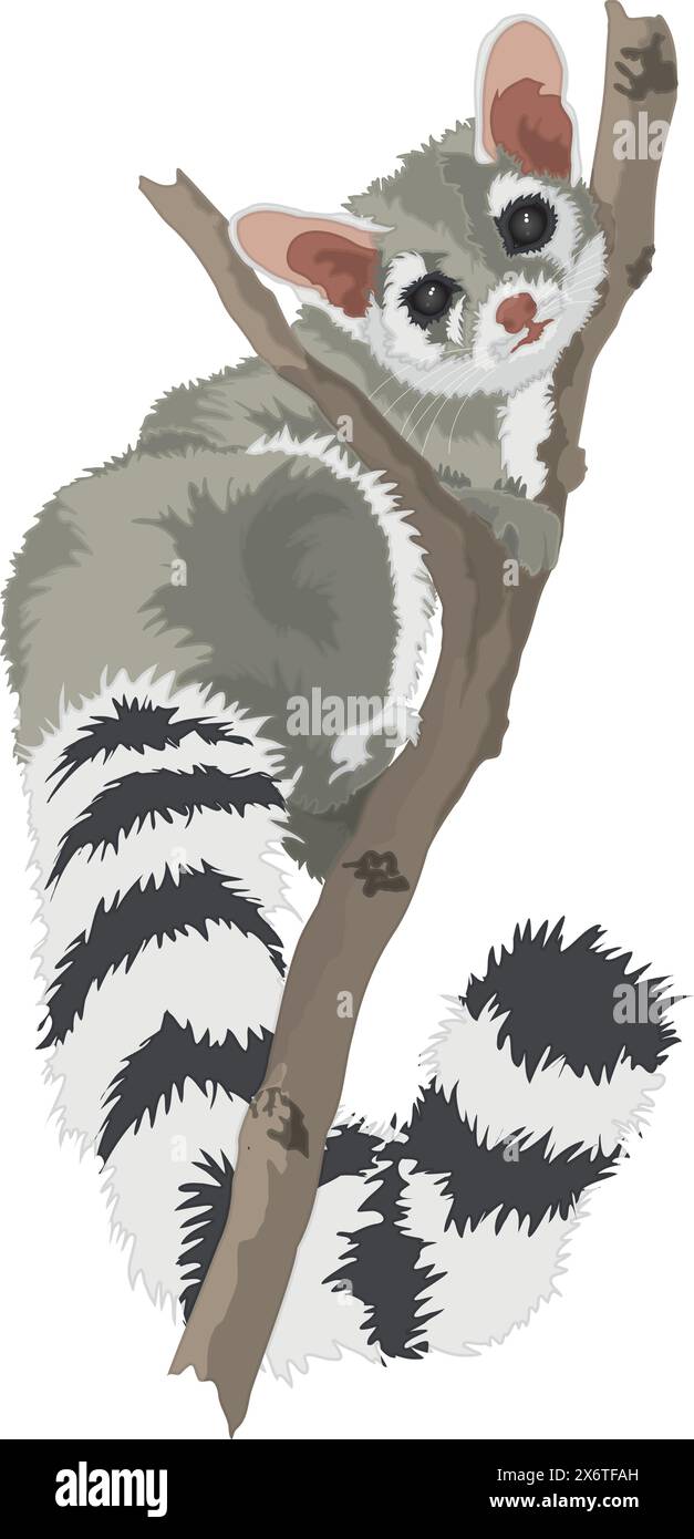 Long tail cat Stock Vector Images - Alamy